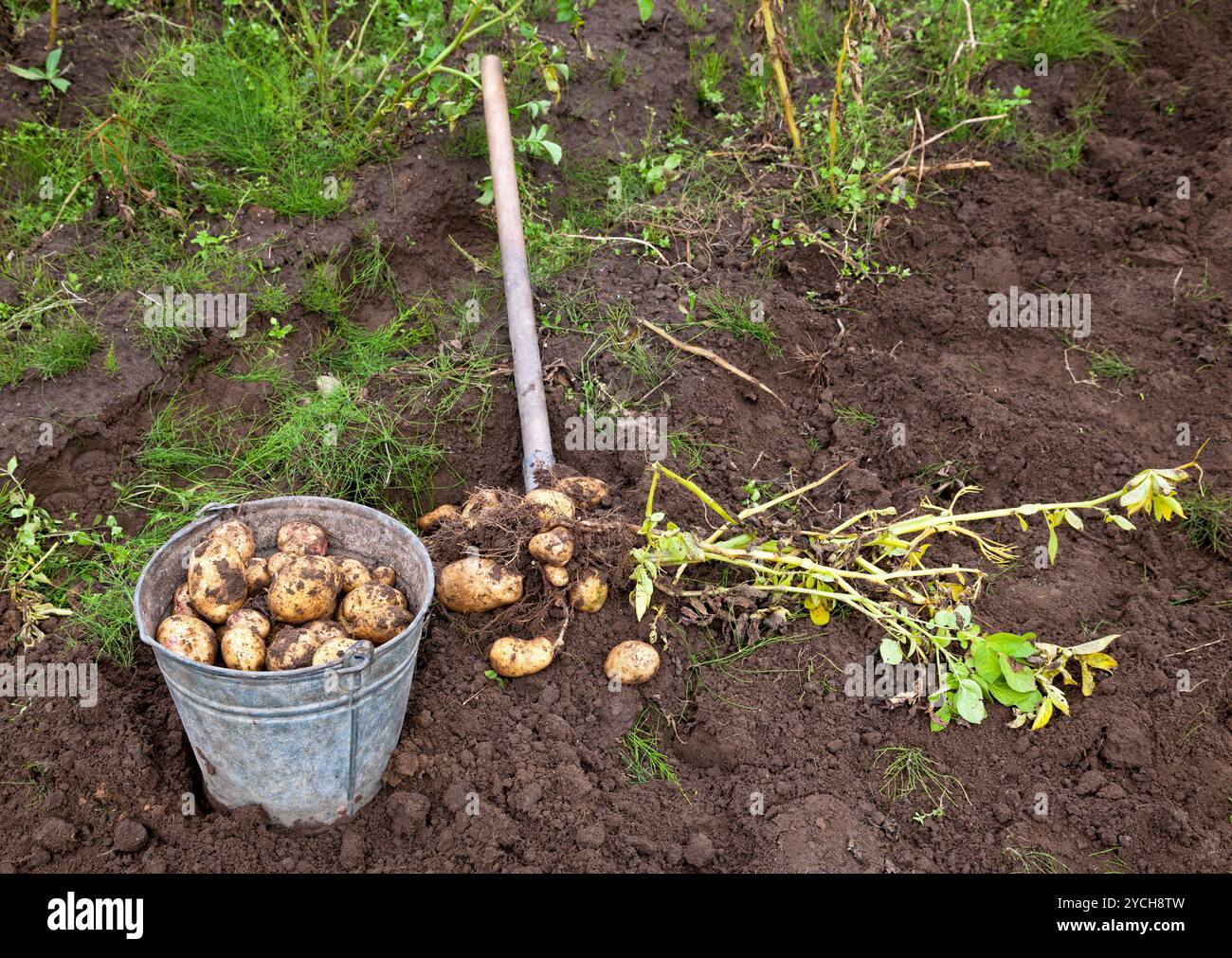 The first harvest hi-res stock photography and images - Alamy