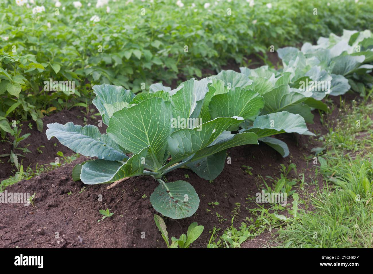 Green cabbage head closeup hi-res stock photography and images - Alamy