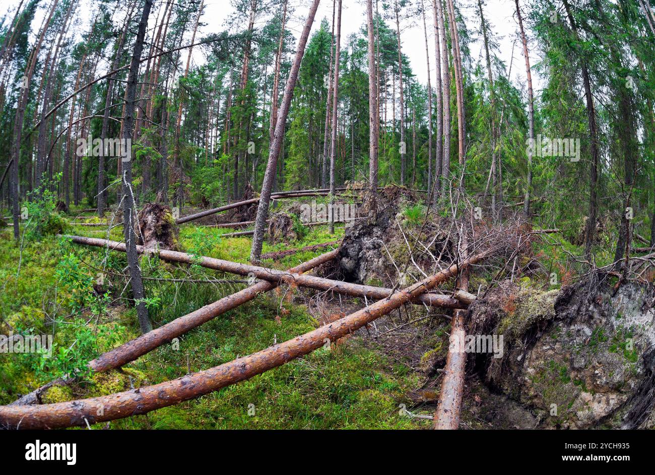 Russia timber forest hi-res stock photography and images - Alamy