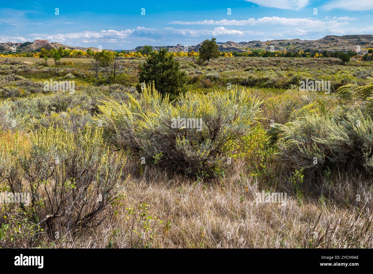 Colorful Trees in Theodore Roosevelt National Park in North Dakota ...