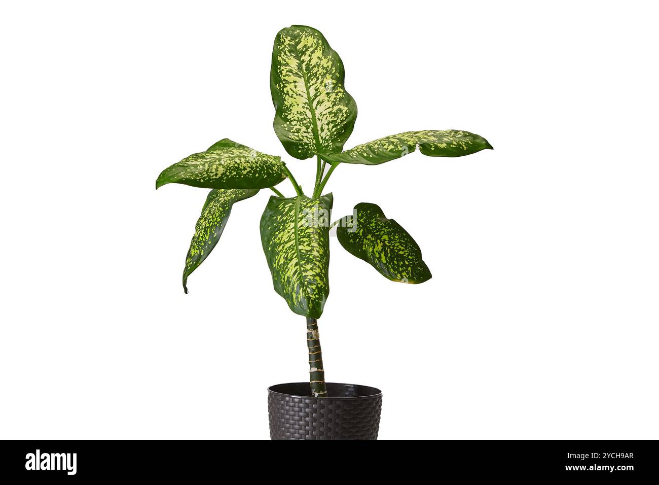 Potted Dieffenbachia Plant on White Background Stock Photo - Alamy