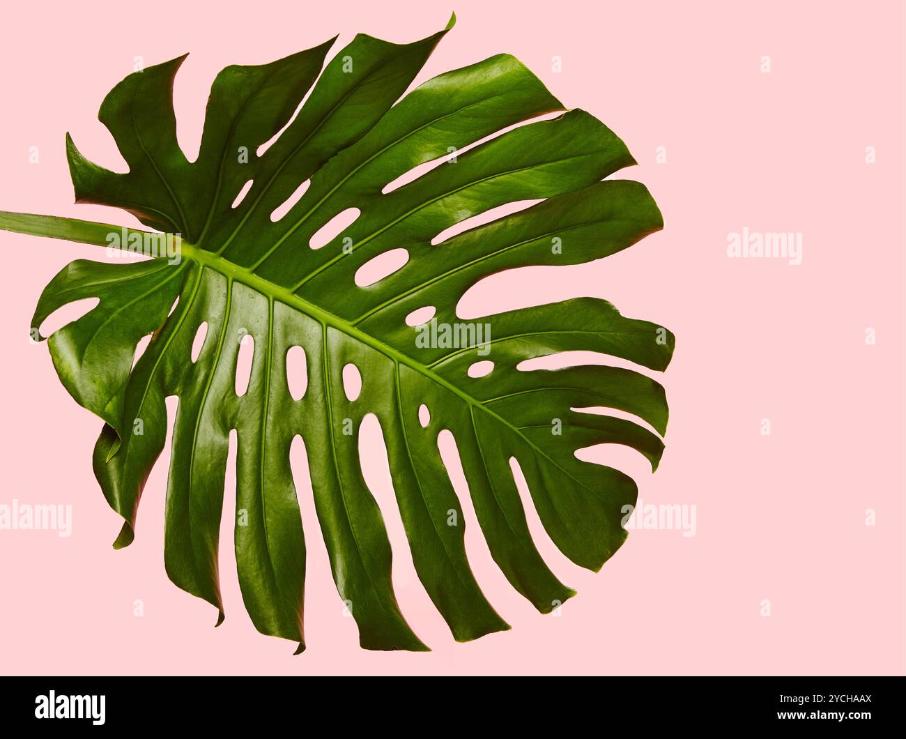 Monstera leaf illustration hi-res stock photography and images - Alamy