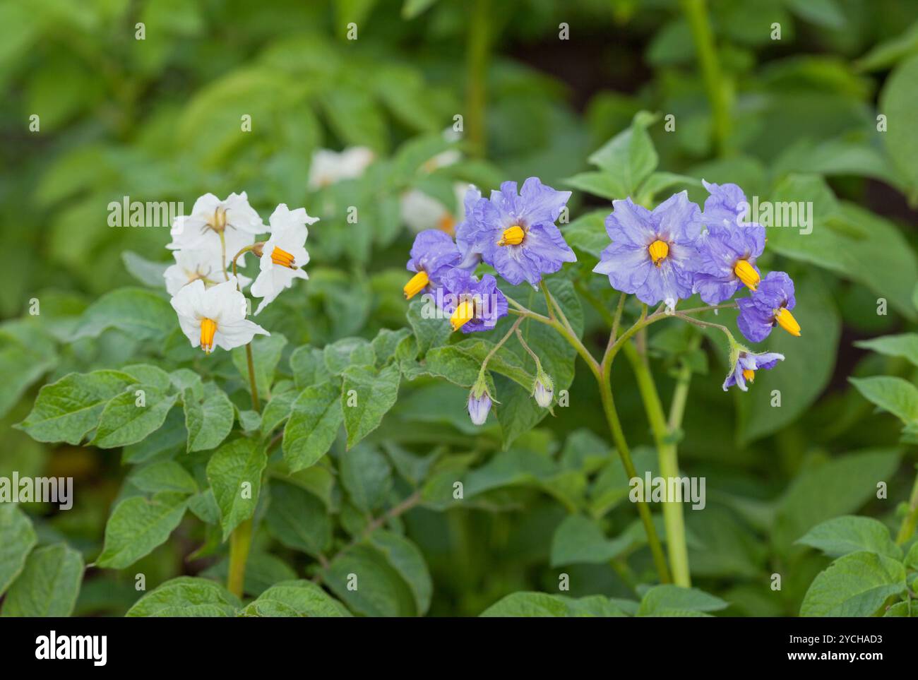 White and blue flower of potato plant close up Stock Photo - Alamy