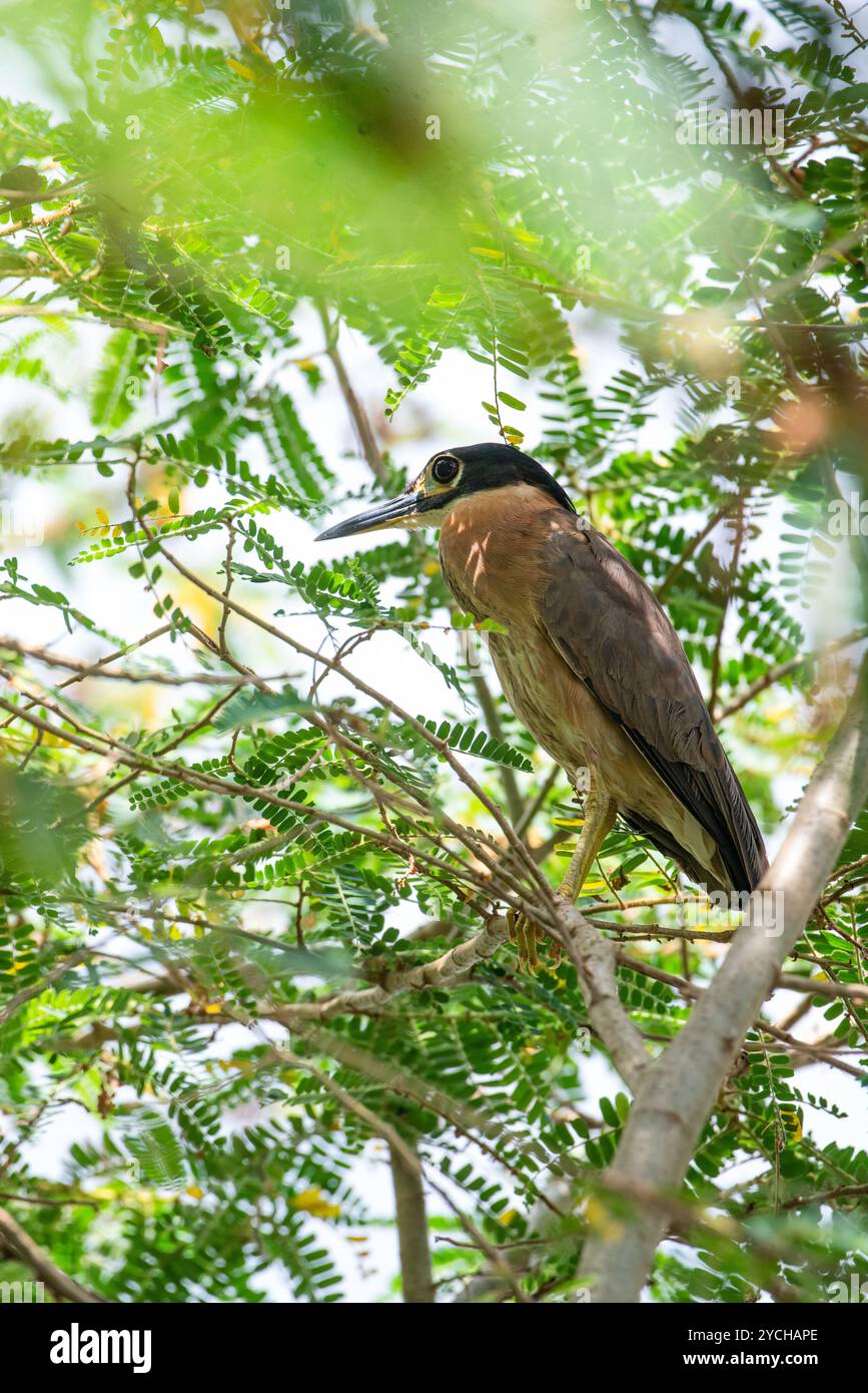 White – backed Night Heron, ( Nycticorax leuconotus), at Serenada Eco ...
