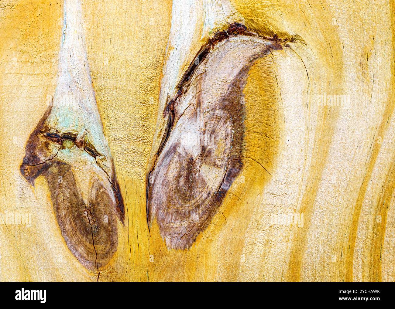 Knots on the surface of a new wood plank Stock Photo - Alamy