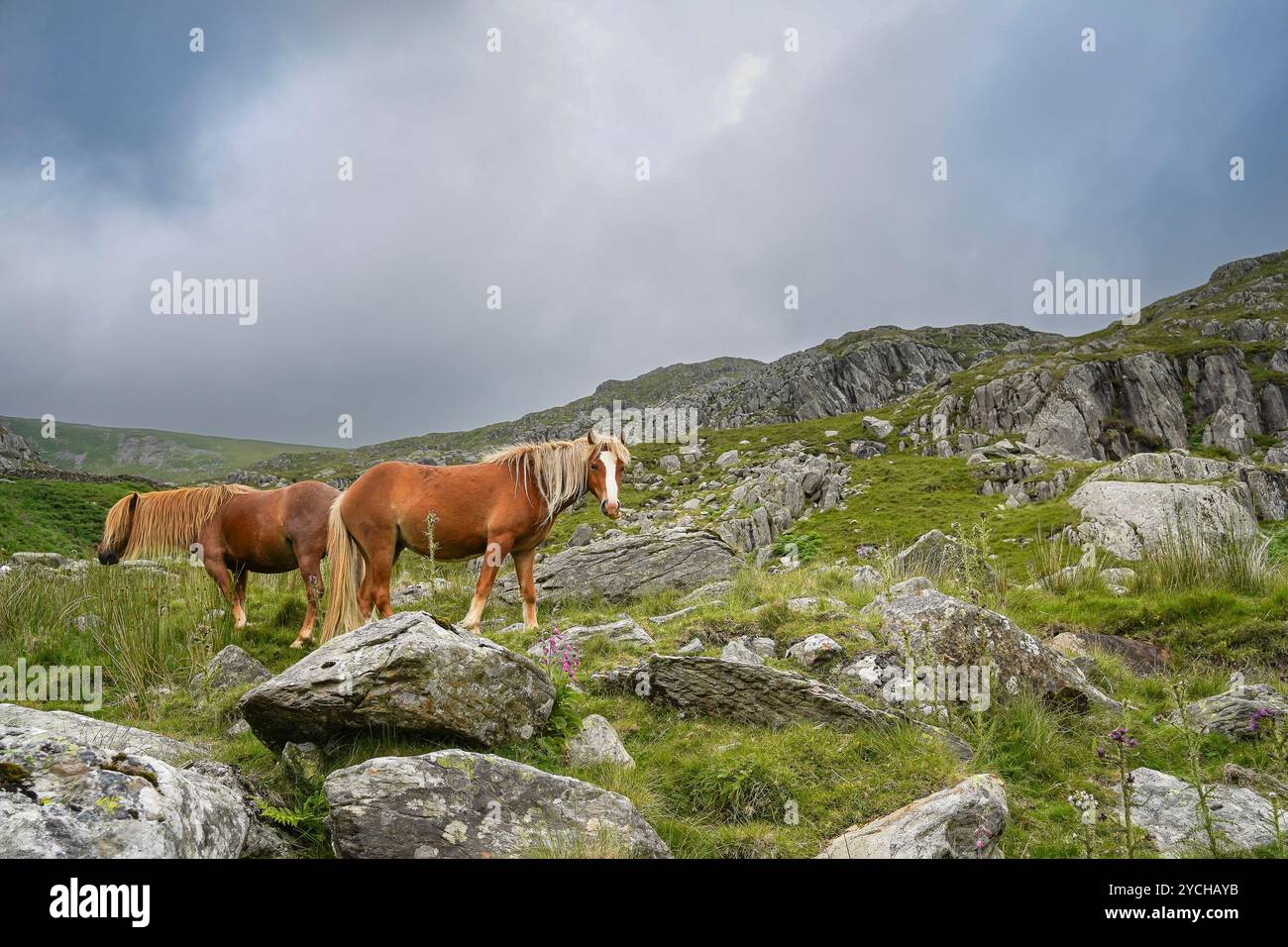 Wild Carneddau pony roaming freely over rocky terrain in Snowdonia ...