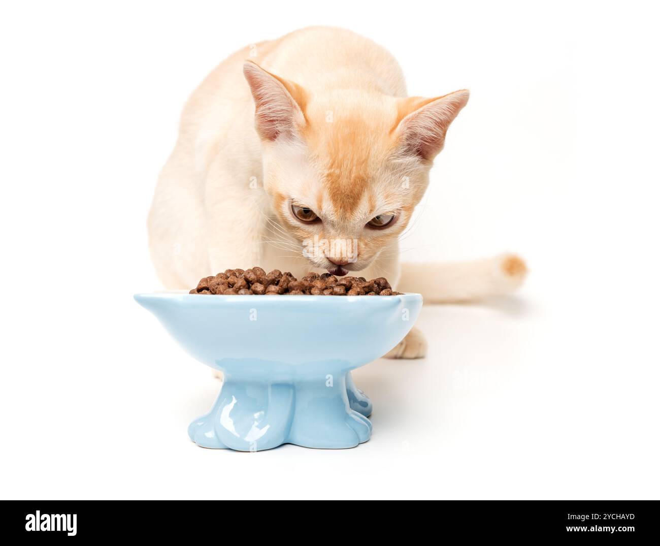 Kitten cream burmese eats dry food. Portrait of hungry kitten with food ...