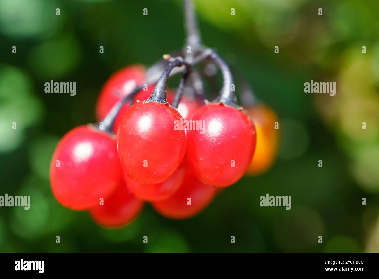 Climbing nightshade hi-res stock photography and images - Alamy