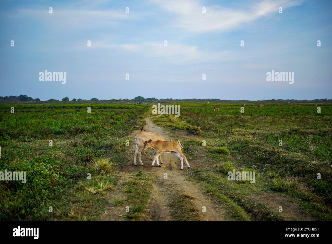 a stretch of field with two cows Stock Photo - Alamy
