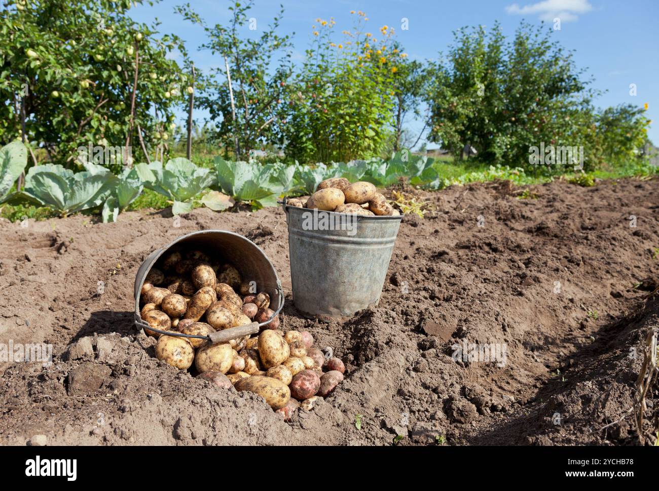 The first harvest hi-res stock photography and images - Alamy