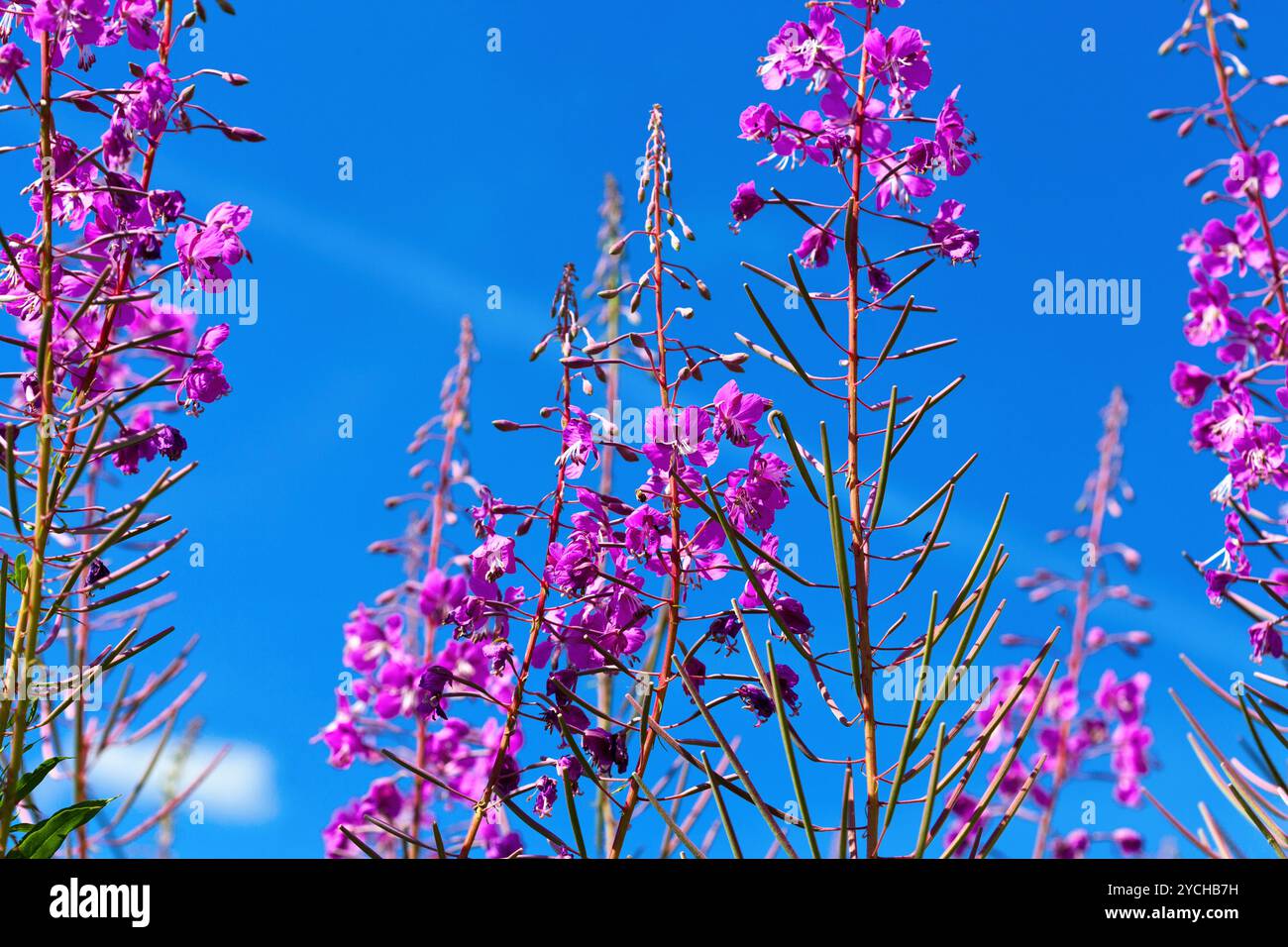 Blue sky alpine hi-res stock photography and images - Alamy