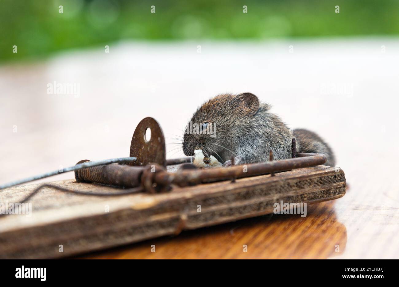 Dead mouse in a mousetrap Stock Photo - Alamy
