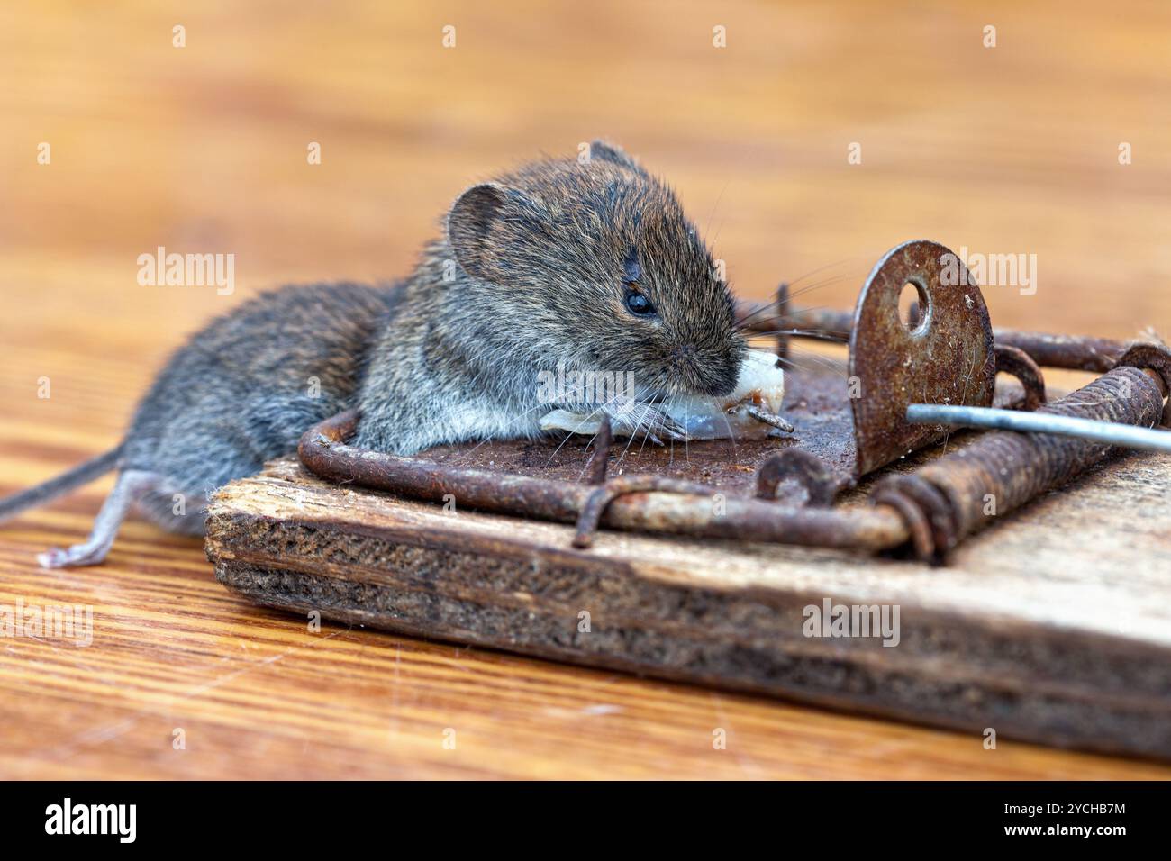 Dead mouse hi-res stock photography and images - Alamy