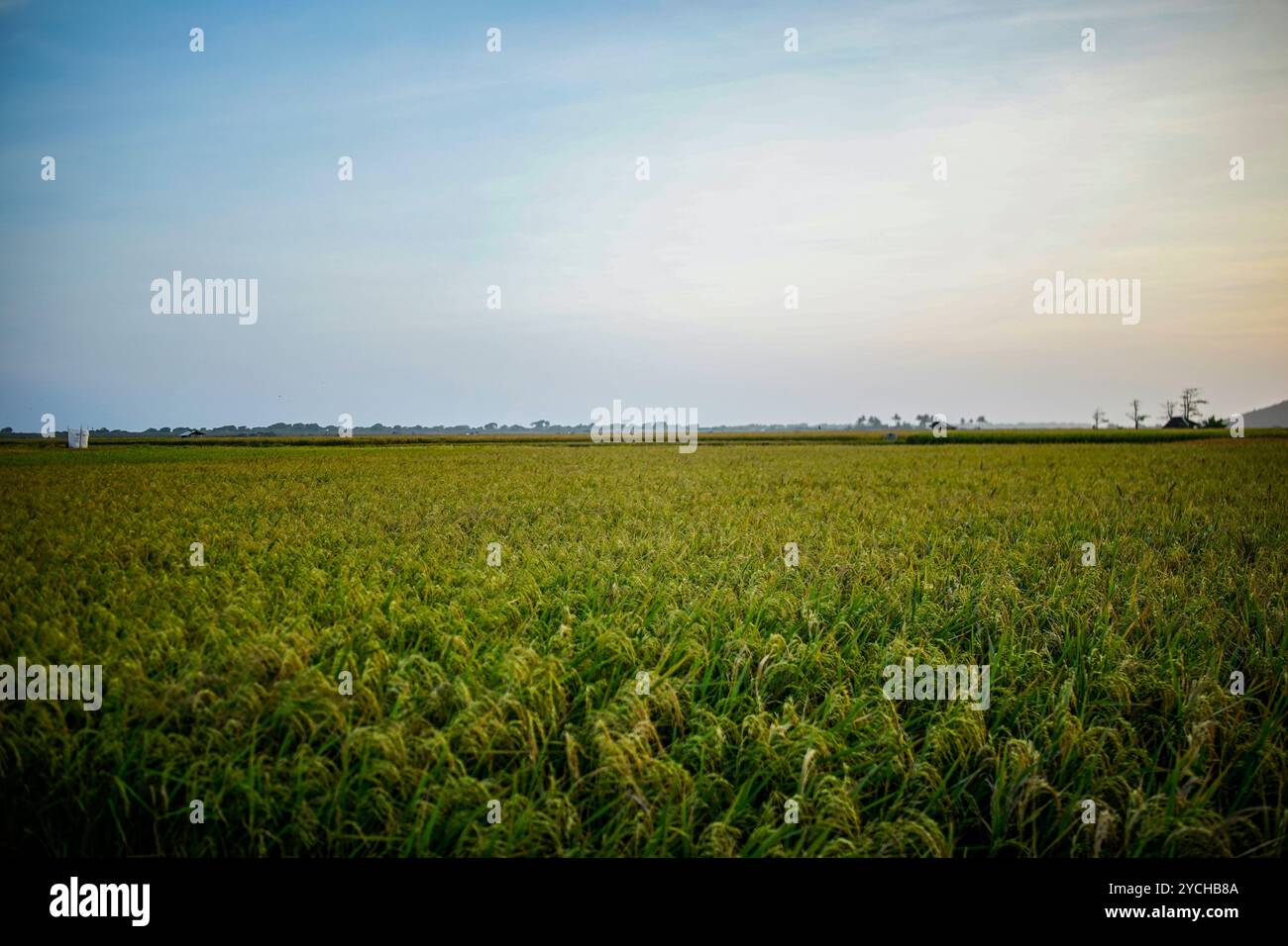 a stretch of yellowing rice in the rice fields Stock Photo - Alamy