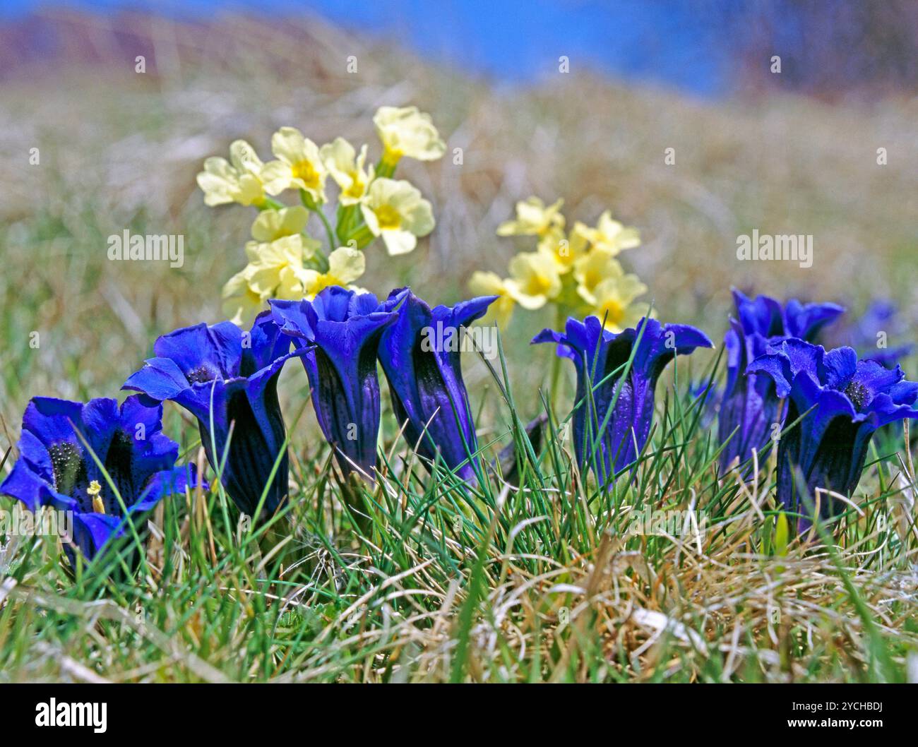 Blaue glocken hi-res stock photography and images - Alamy