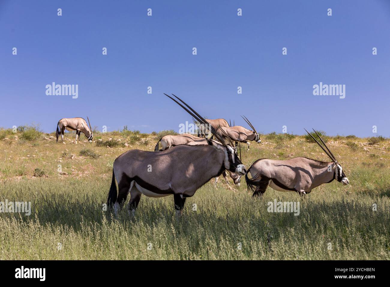 Baby of Common african antelope Gemsbok, Oryx gazella in Kalahari after ...