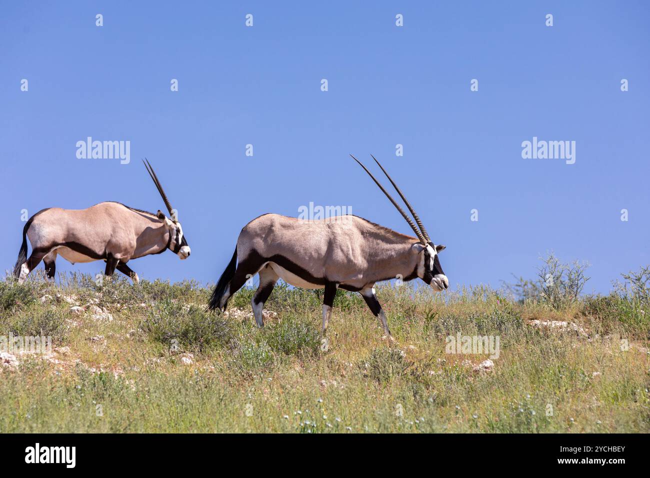 Baby of Common african antelope Gemsbok, Oryx gazella in Kalahari after ...