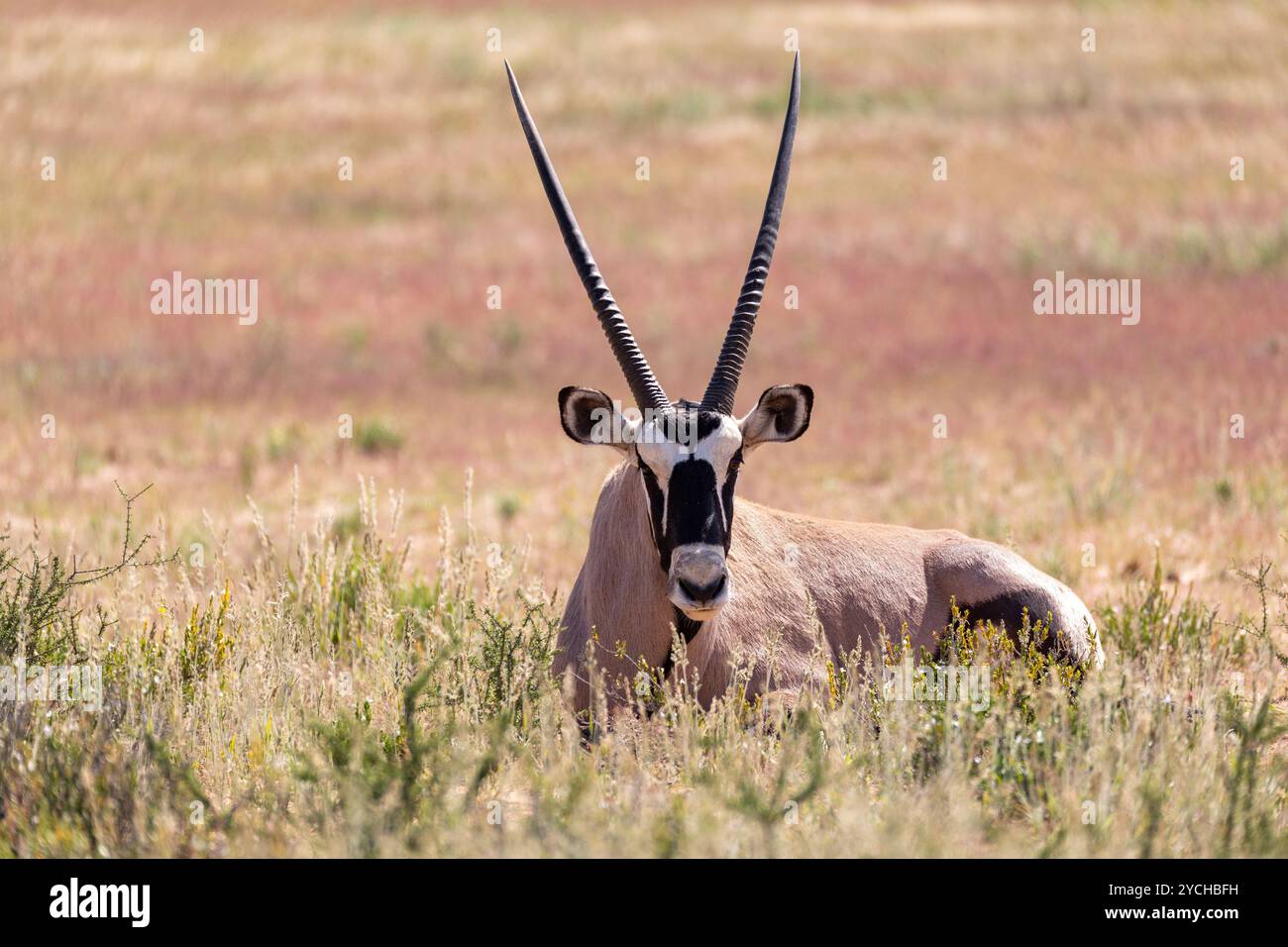 Baby of Common african antelope Gemsbok, Oryx gazella in Kalahari after ...