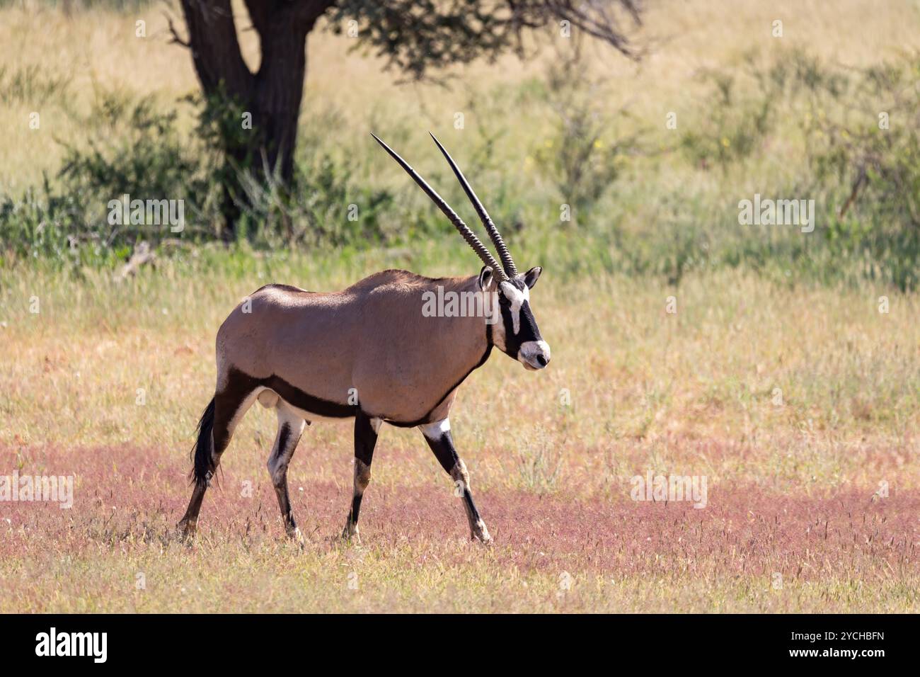 Baby of Common african antelope Gemsbok, Oryx gazella in Kalahari after ...