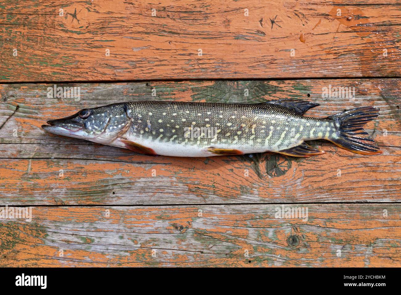 Freshwater fish pike lying on the wooden boards Stock Photo - Alamy