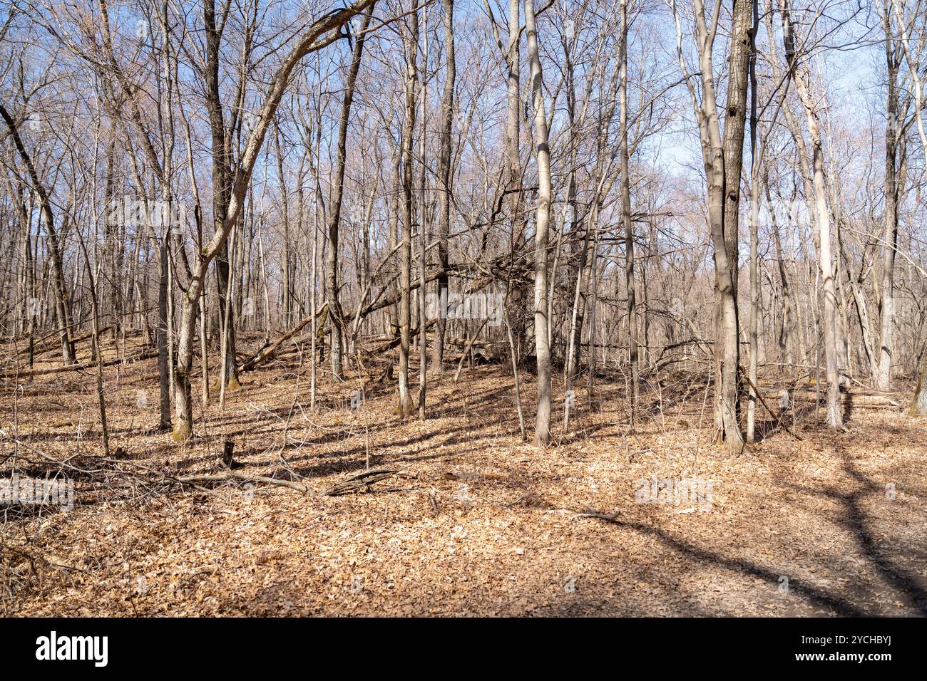 Views of dried prairie and trees during a sunny spring day at a MN ...