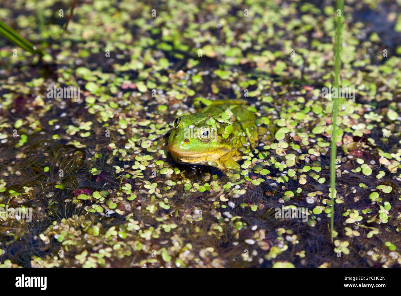 Marsh Frog (Pelophylax ridibundus) swimming among water plants Stock ...