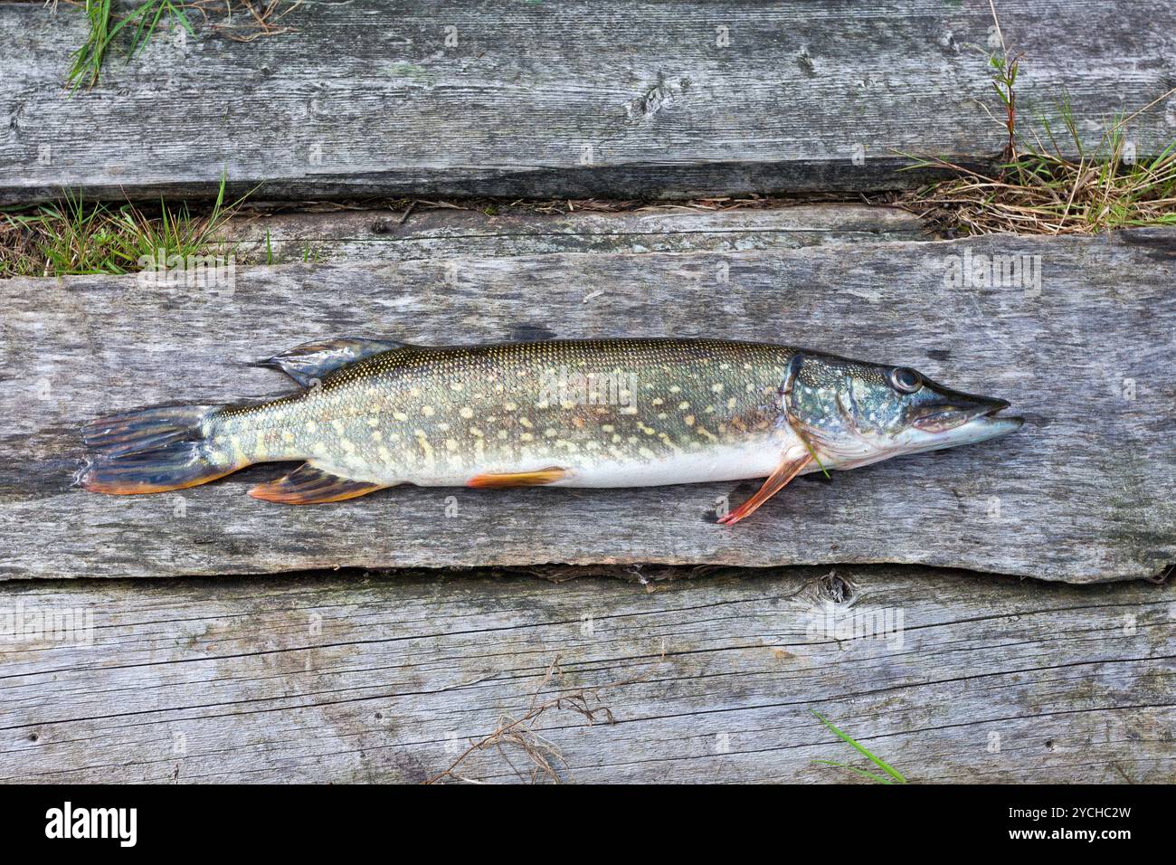 Pickerel fish hi-res stock photography and images - Alamy