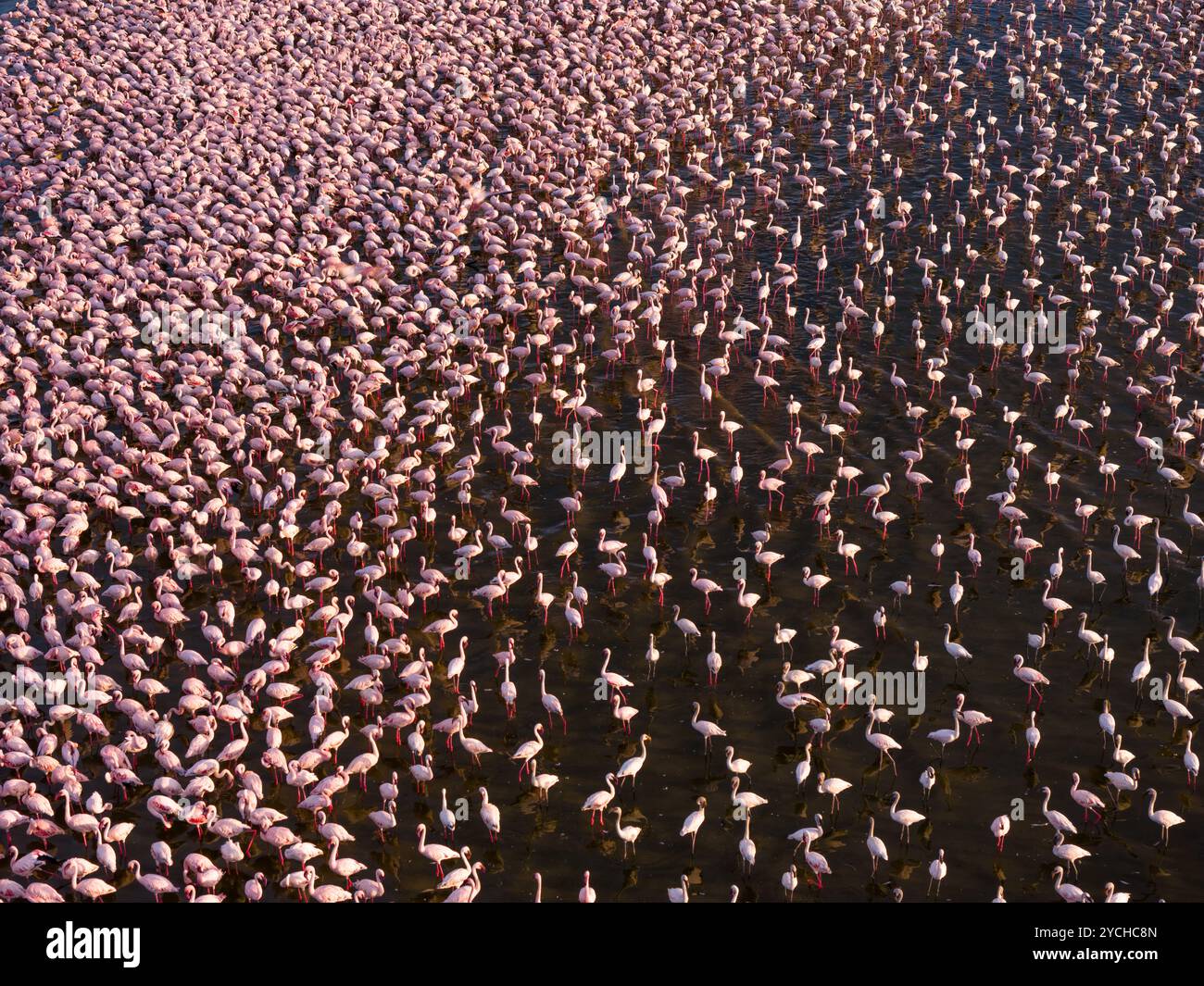 Aerial view colony flamingos hi-res stock photography and images - Alamy
