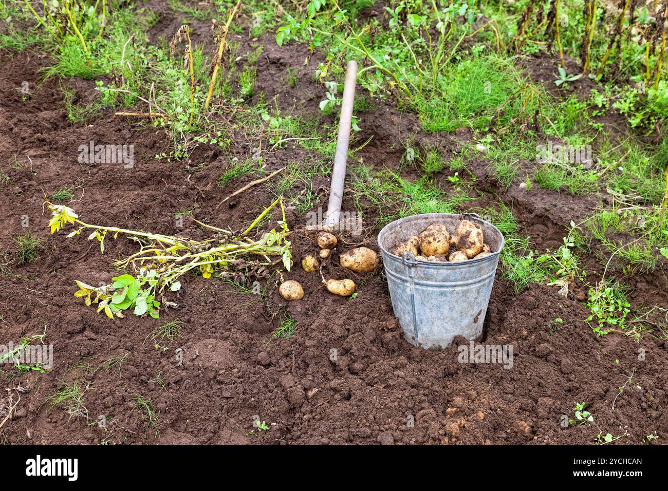 First cultivated crop hi-res stock photography and images - Alamy
