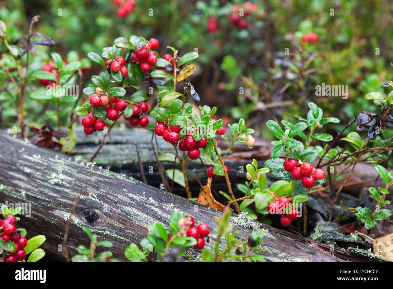 Wild red berries in the forest. Cowberry Stock Photo - Alamy