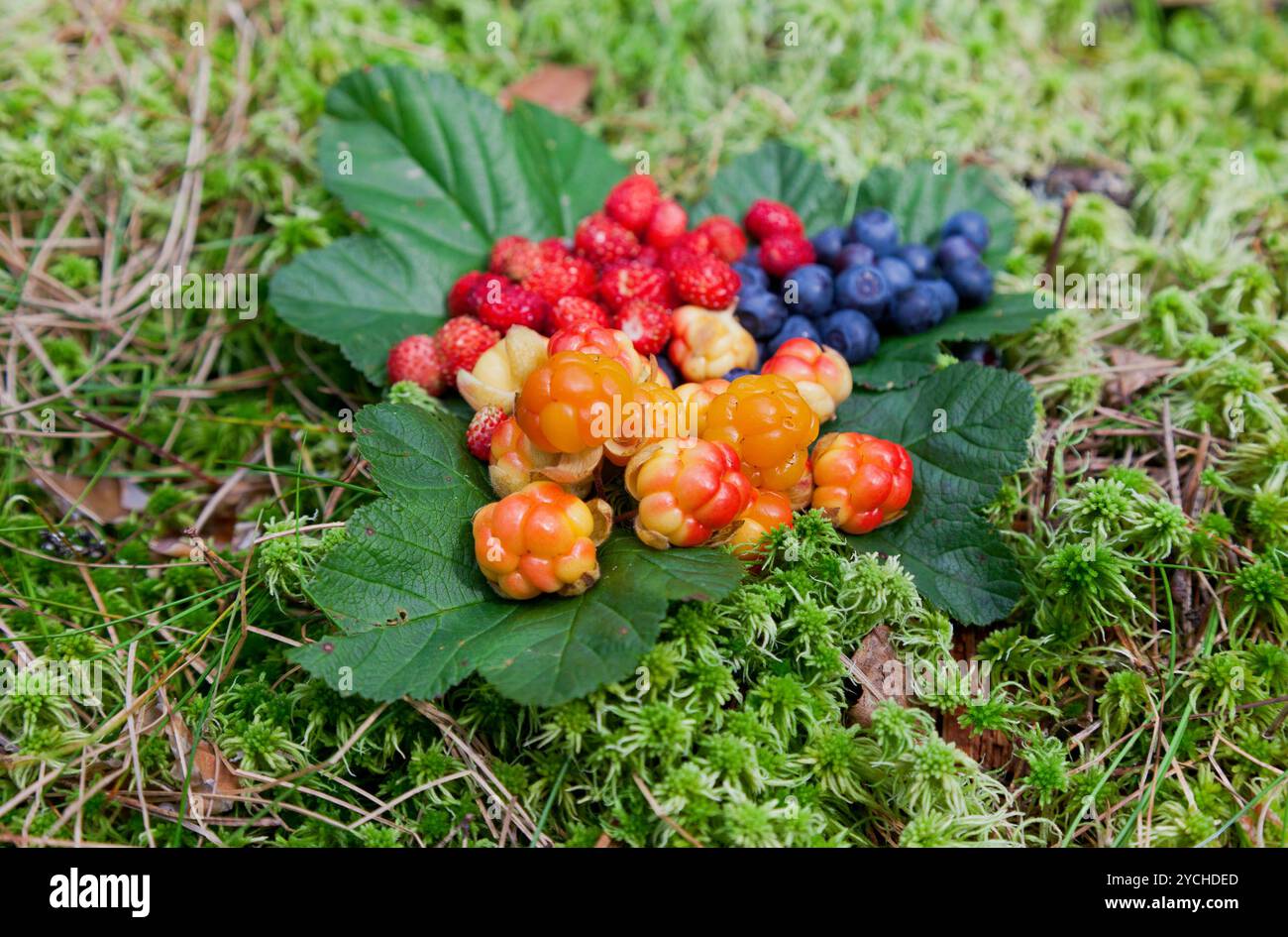 Wild berries green leaves hi-res stock photography and images - Alamy