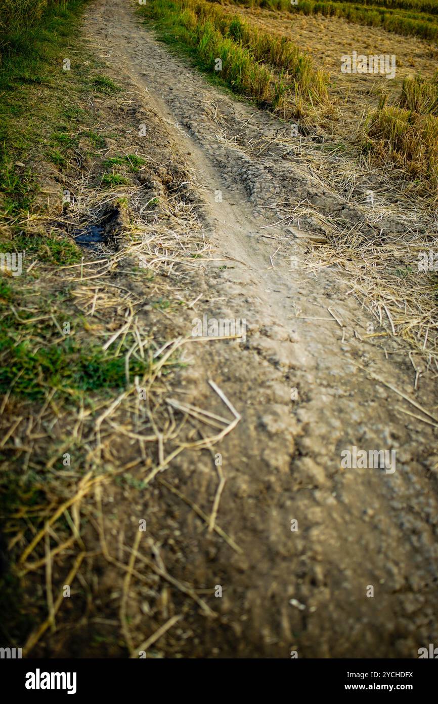 the soil dries up due to the dry season Stock Photo - Alamy