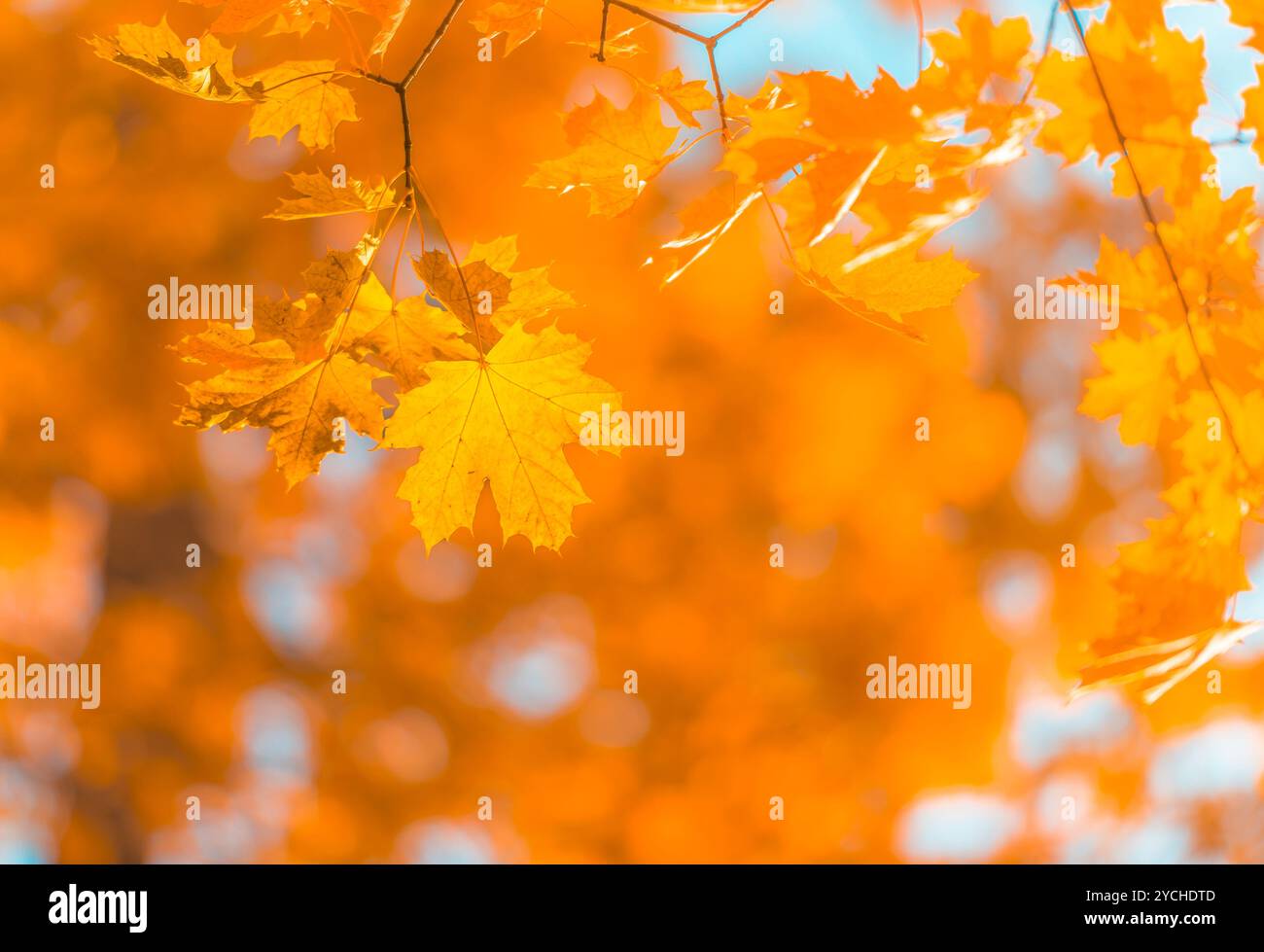autumn leaves, very shallow focus, perfect fall background Stock Photo ...