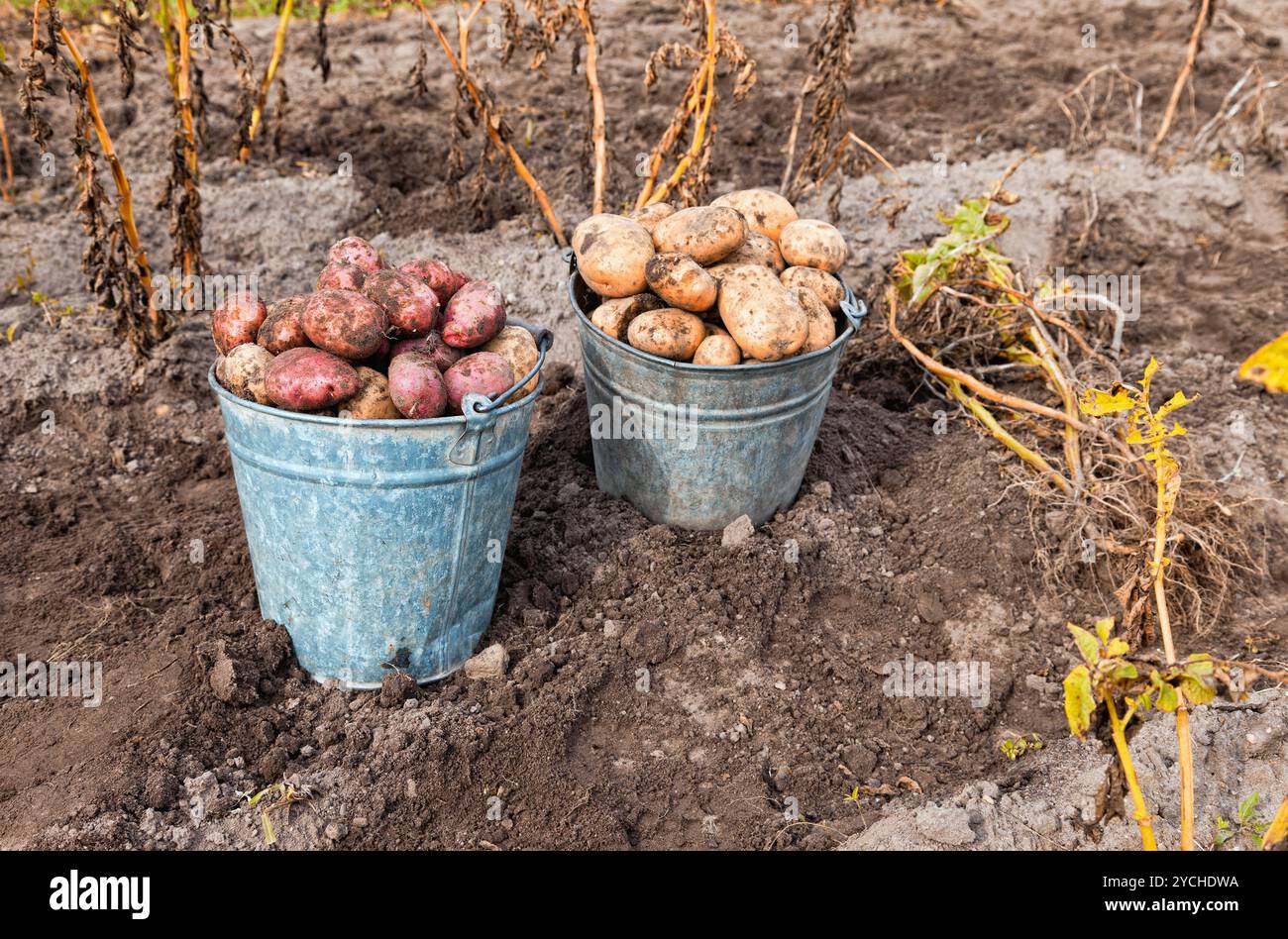Dig potato hi-res stock photography and images - Alamy