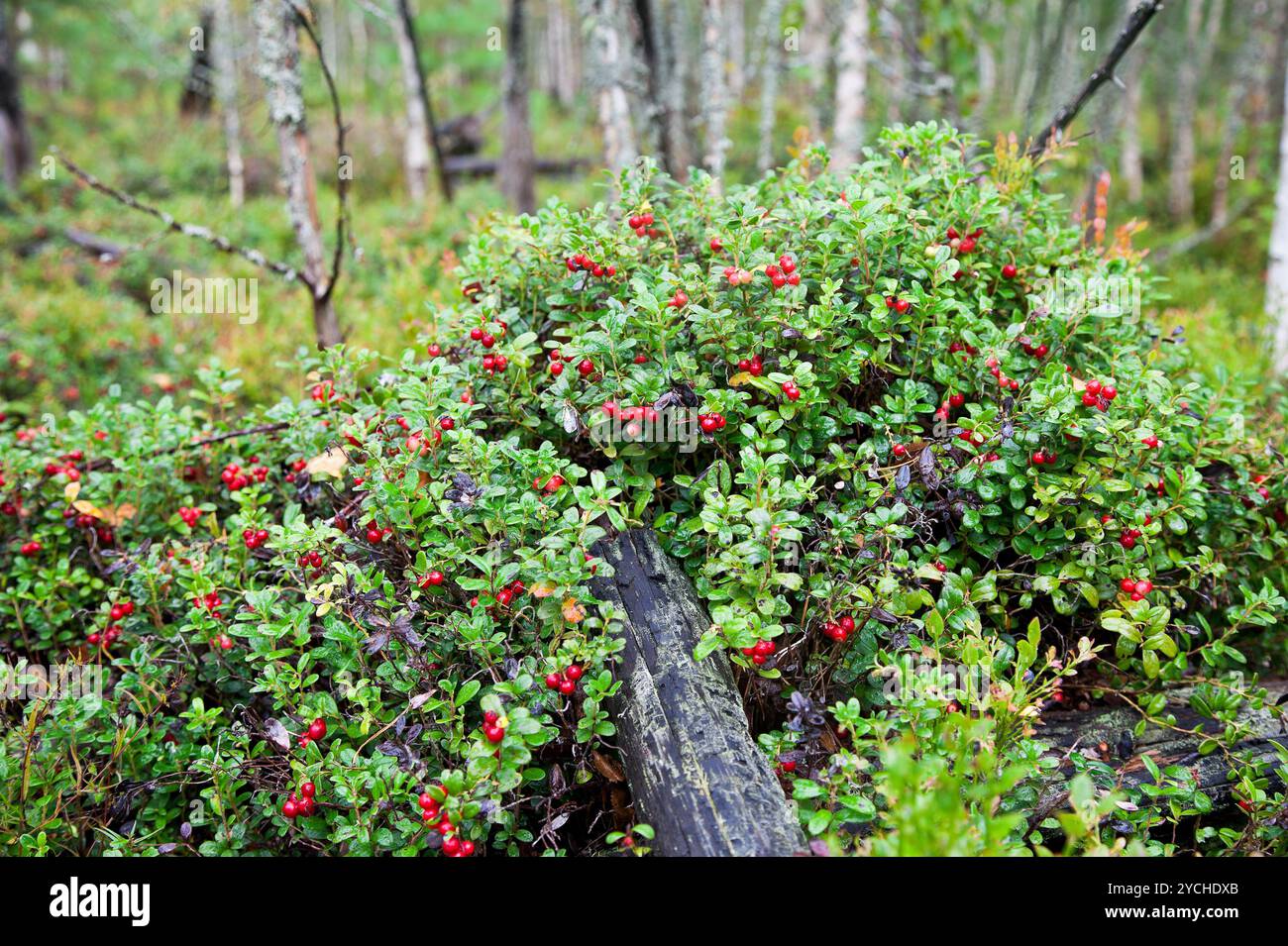 Lingonberry shrub with berries in the forest Stock Photo - Alamy