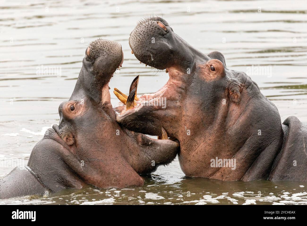 Two hippopotamus engaged in play activities in a river pond in Maasai ...