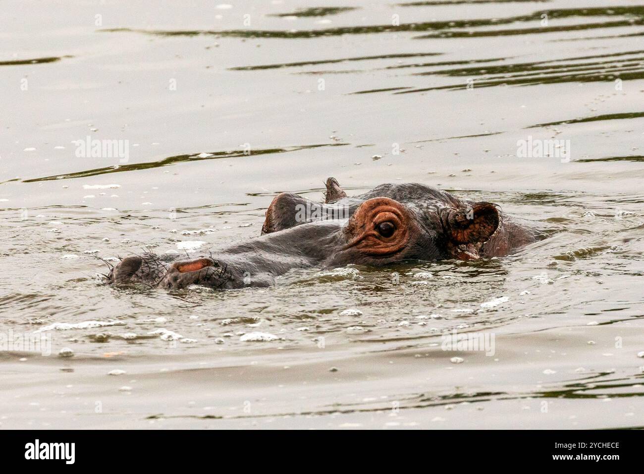 Hippopotamus in a river pond in Maasai Mara, Kenya, Africa Stock Photo ...