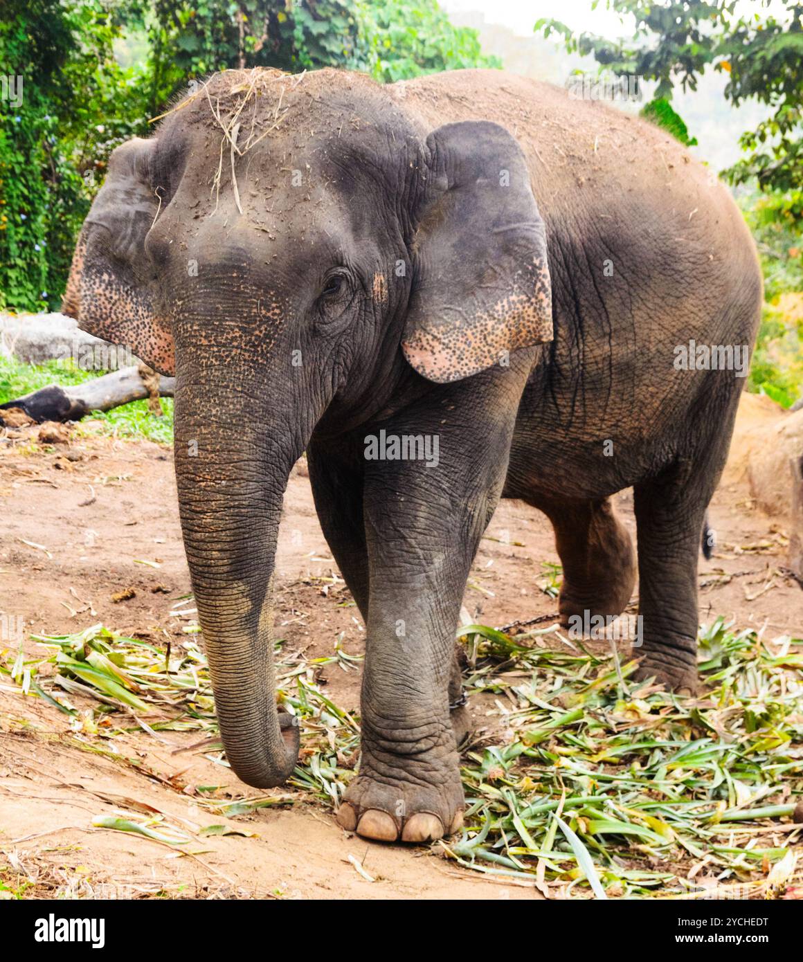 Single large elephant hi-res stock photography and images - Alamy