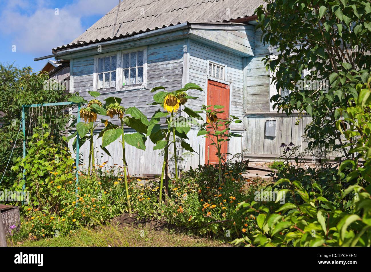 Sunflowers grow near the village house in summertime Stock Photo - Alamy