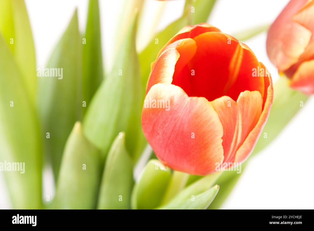 Beautiful bud red yellow hi-res stock photography and images - Alamy