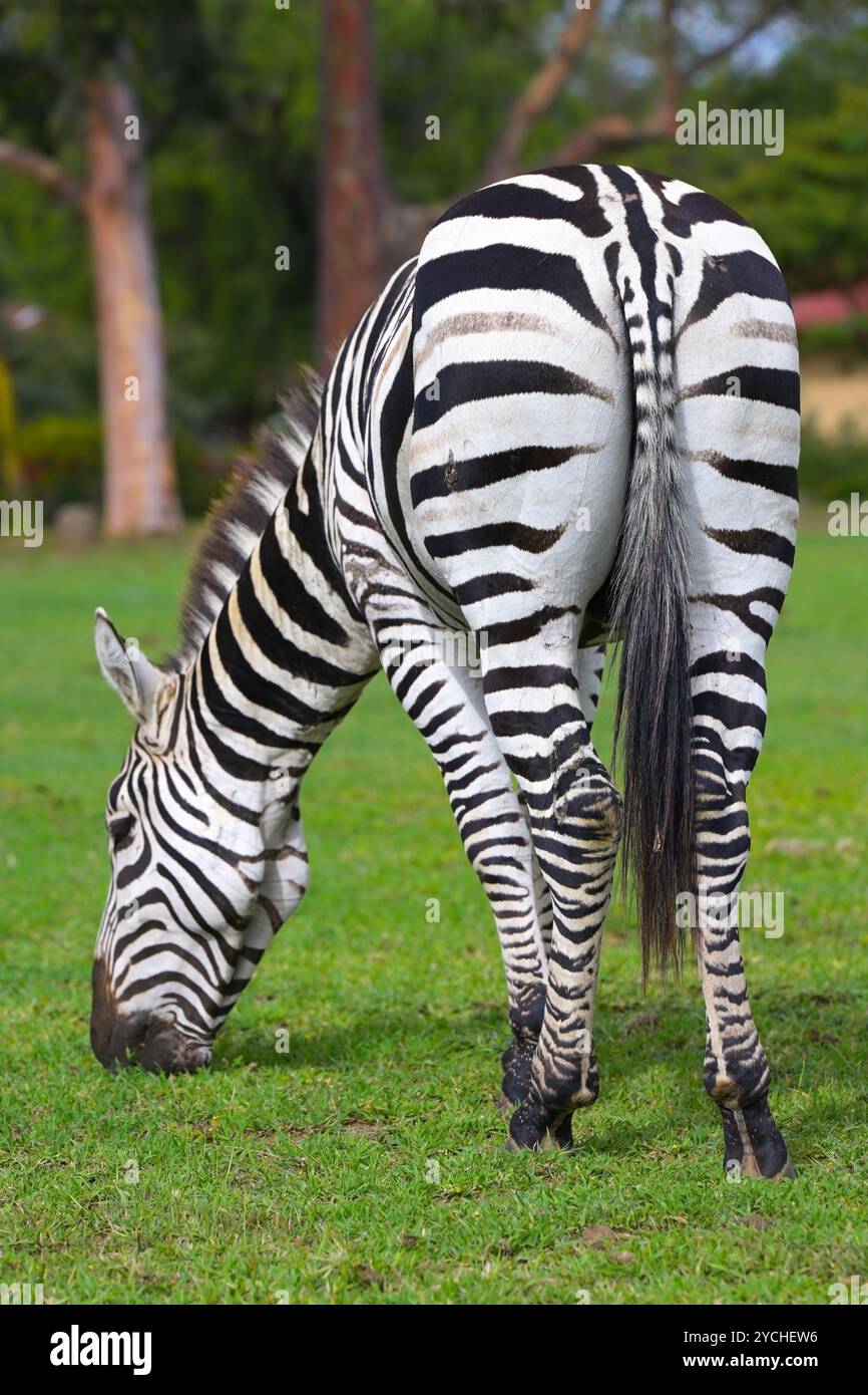 Wild African zebra grazing in a meadow near Lake Naivasha in the ...