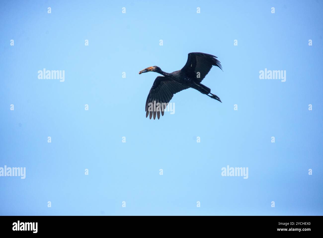 African opnbill stork anastomus lamelligerus african openbill hi-res ...