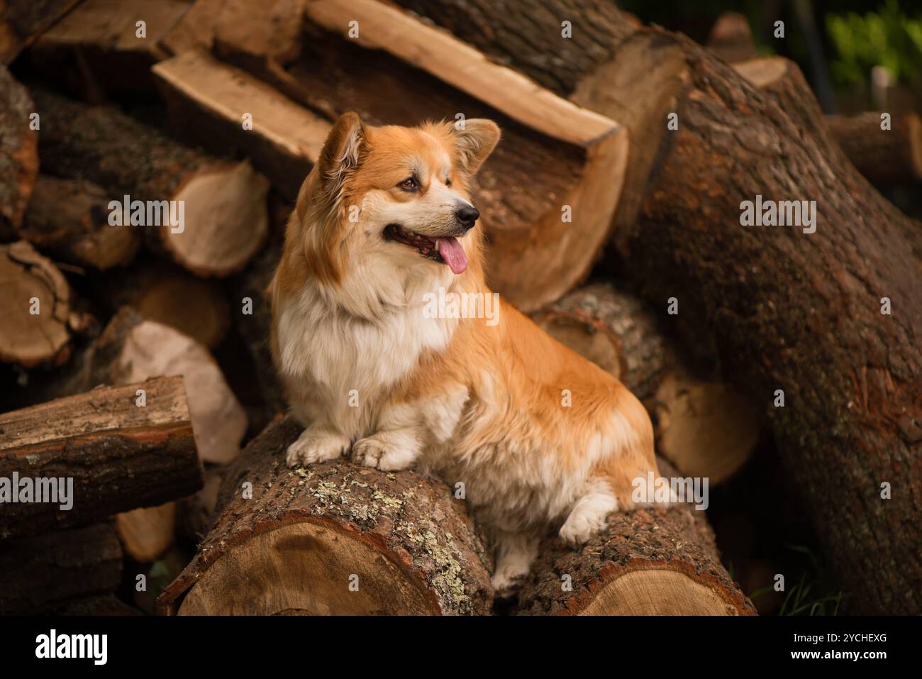 Adorable Fluffy Welsh Corgi Pembroke posing on a stack of logs. Portrait of an Cute Corgi Dog ...