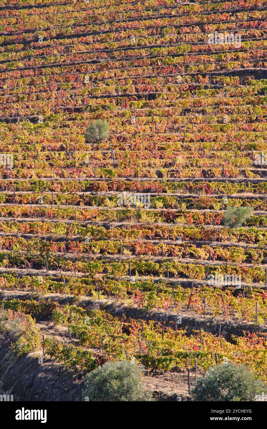 Vineyards at Douro river valley in autumn, Uncesco world heritage ...