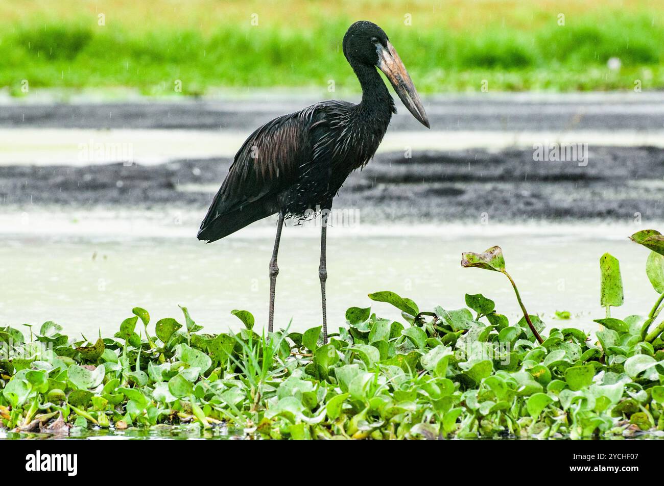 african openbill stork anastomus hi-res stock photography and images ...