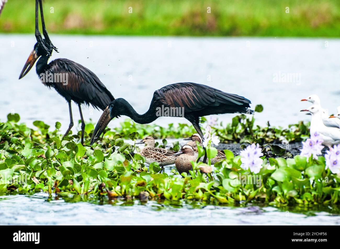 AFRICAN OPNBILL STORK (Anastomus lamelligerus) (African openbill ...