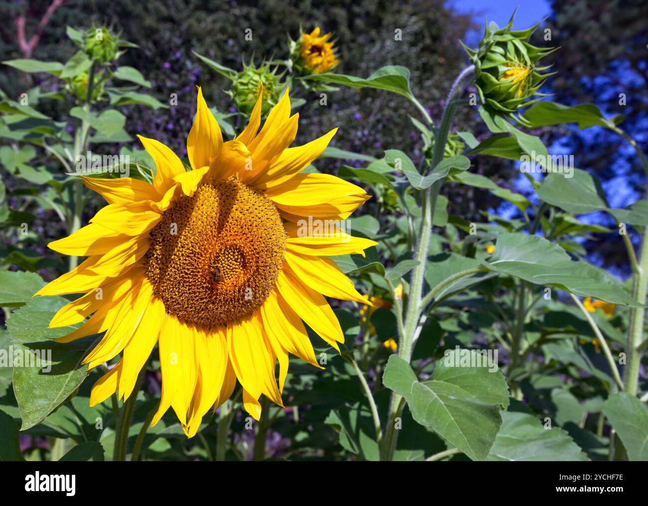 Closeup beautiful flower during summer hi-res stock photography and ...