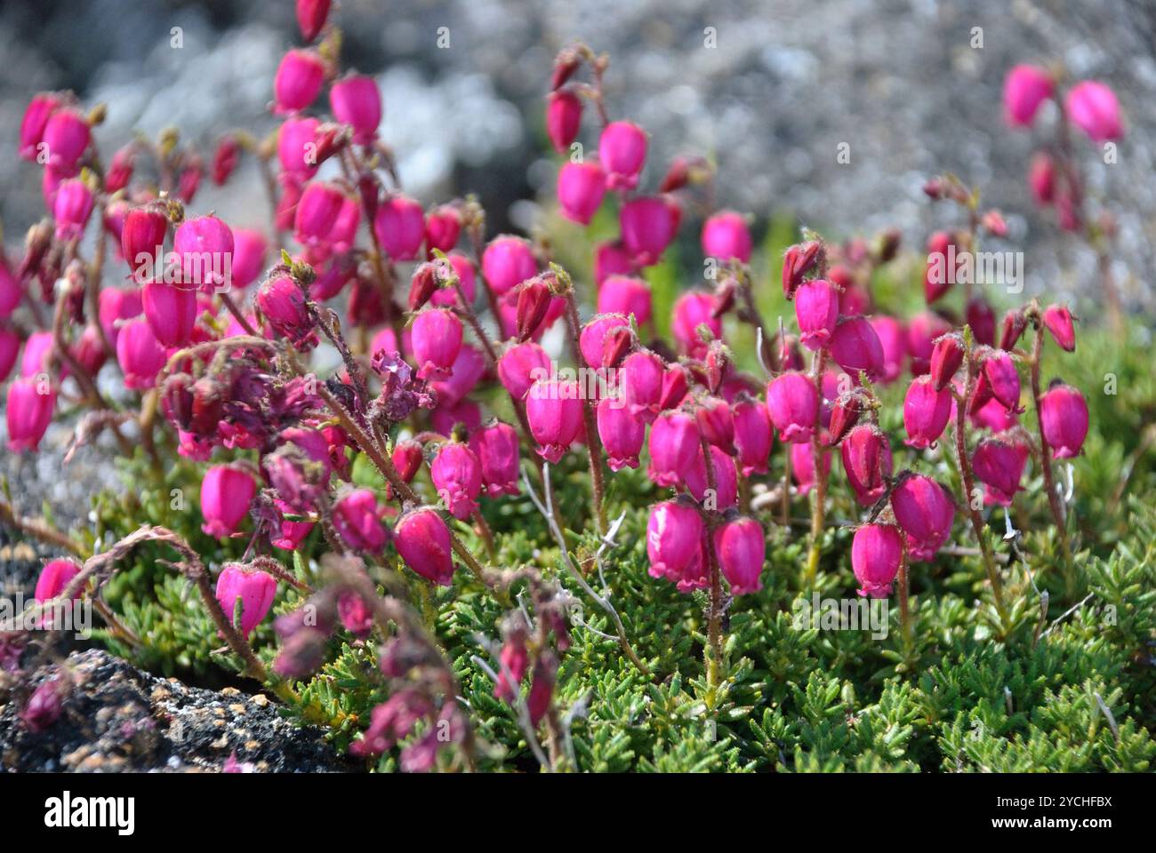 Azorean beauty hi-res stock photography and images - Alamy