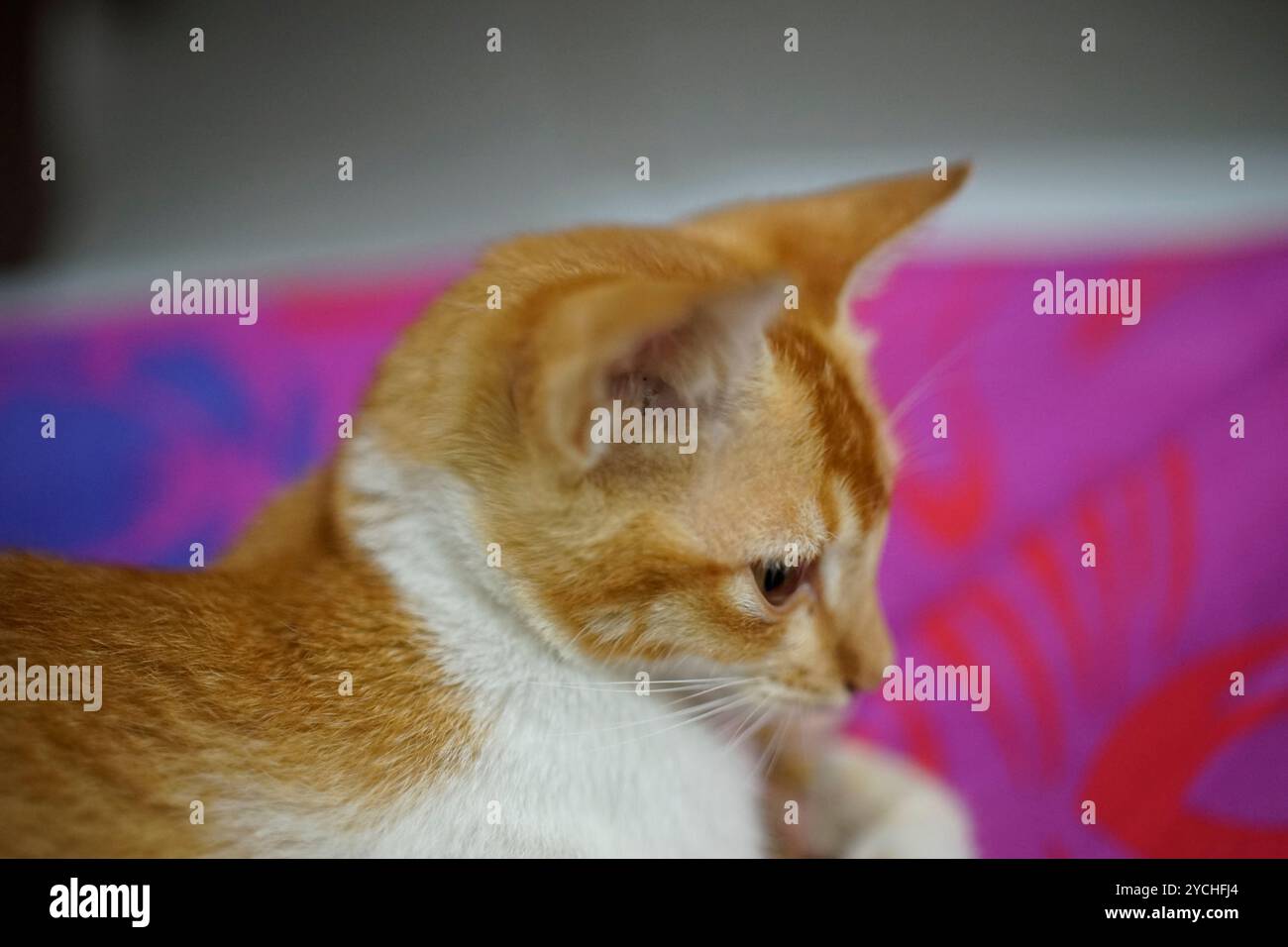 Cute animal camera funny cat hi-res stock photography and images - Alamy