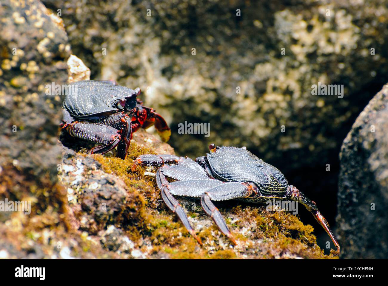 Crabs fight shell hi-res stock photography and images - Alamy